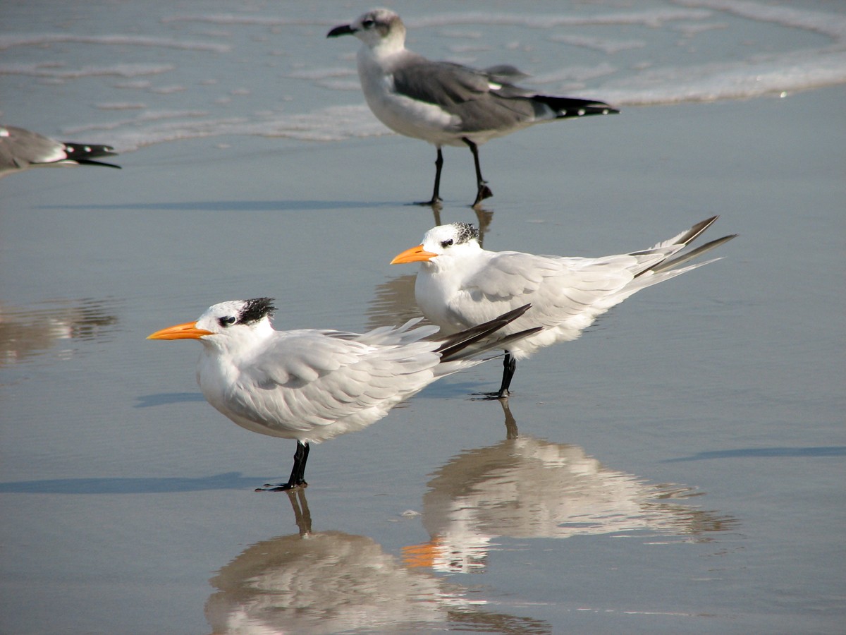Cute Royal Tern by Birdorable