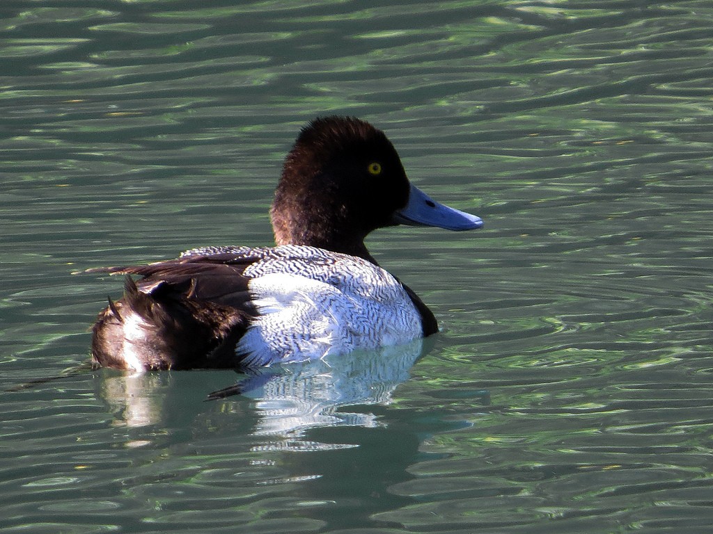 Meet the Cute Lesser Scaup by Birdorable in Ducks