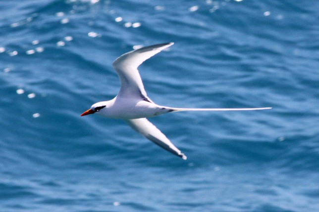 Meet the Cute White-tailed Tropicbird by Birdorable