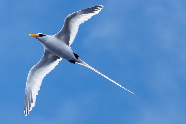 Meet the Cute White-tailed Tropicbird by Birdorable