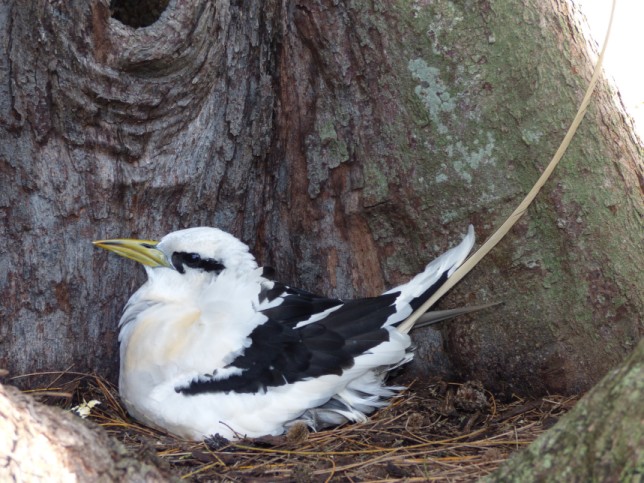 Meet the Cute White-tailed Tropicbird by Birdorable