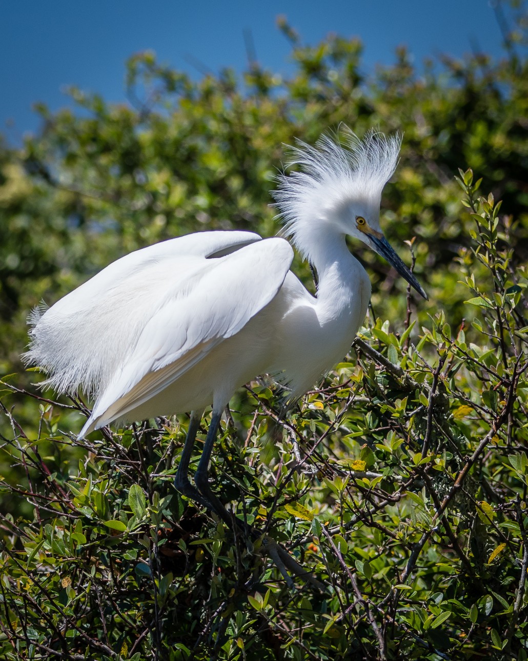 Meet the Snowy Egret with the Golden Slippers | Birdorable Birds