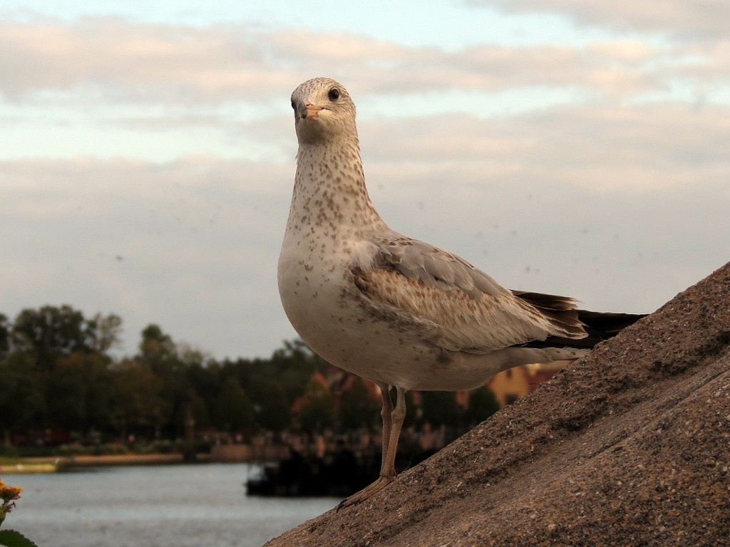 Cute Ring-billed Gull by Birdorable