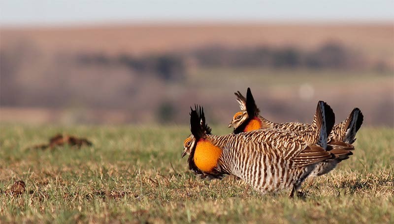 Meet the Cute Greater Prairie-Chicken by Birdorable