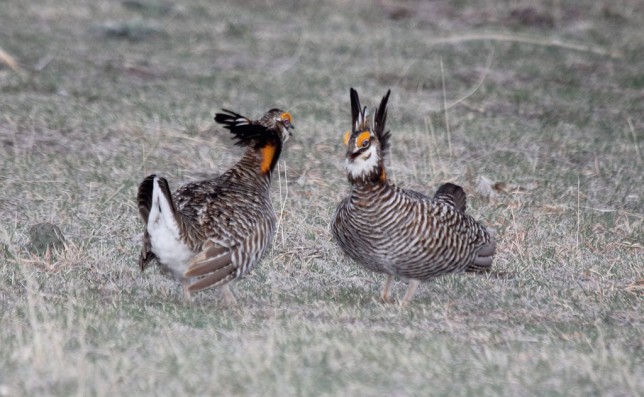 Meet the Cute Greater Prairie-Chicken by Birdorable