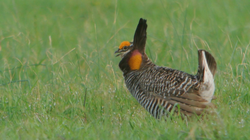 Meet the Cute Greater Prairie-Chicken by Birdorable