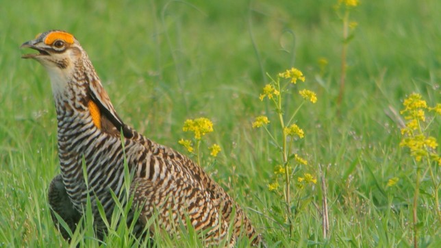 Meet the Cute Greater Prairie-Chicken by Birdorable