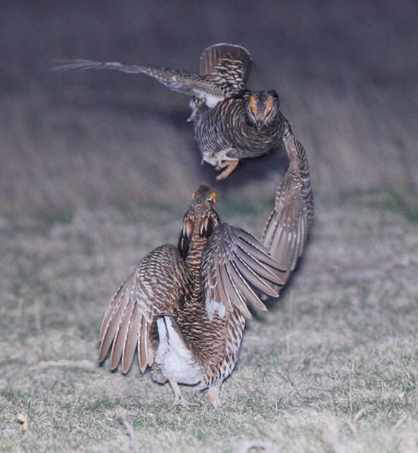 Meet the Cute Greater Prairie-Chicken by Birdorable