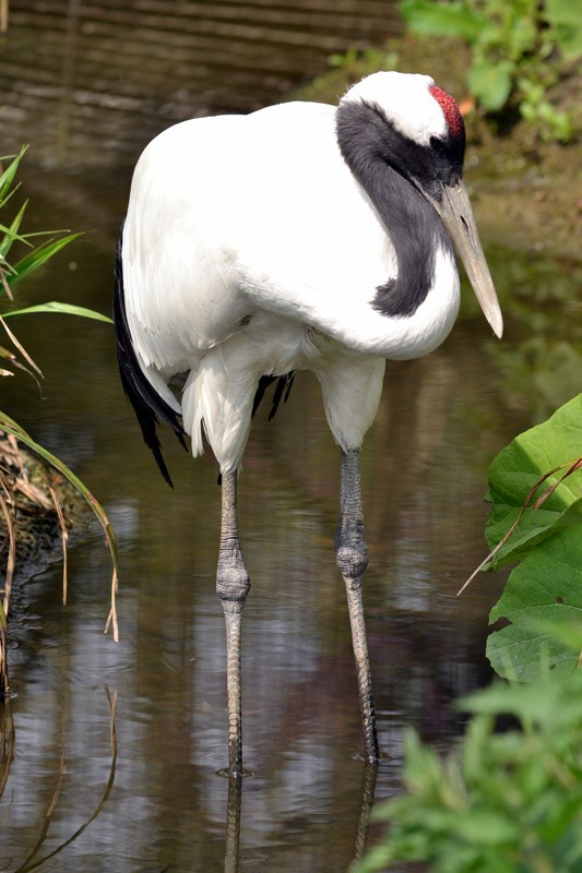 Meet the Birdorable Red-crowned Crane aka Japanese Crane