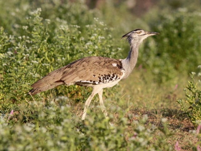Read About the Kori Bustard, a Large African Species