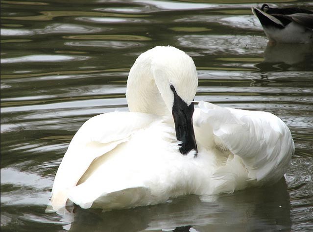 Trumpeter Swan info from Birdorable