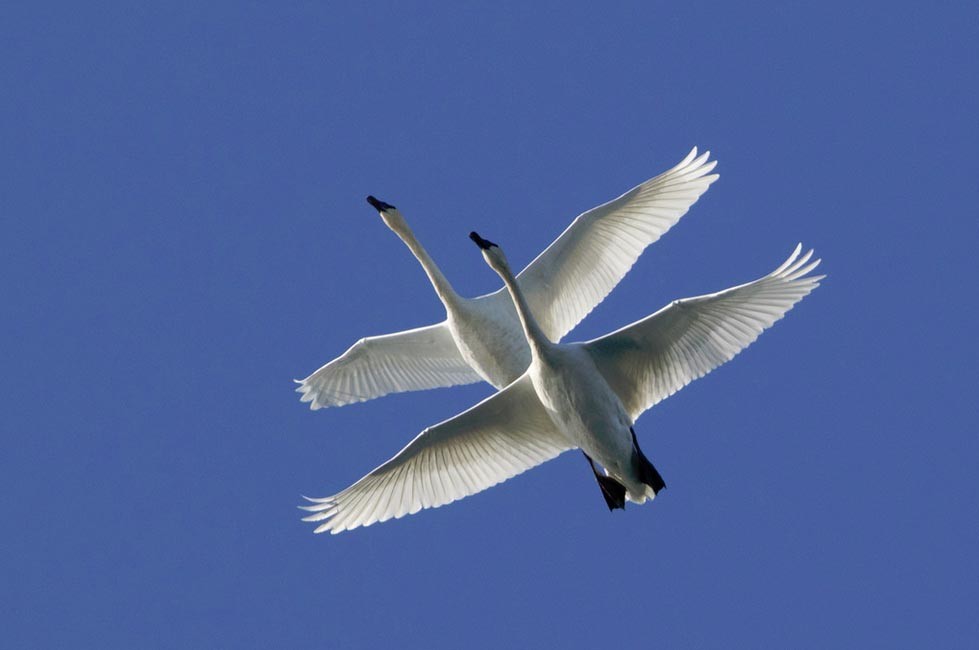Trumpeter Swan info from Birdorable
