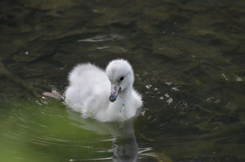 Trumpeter Swan info from Birdorable