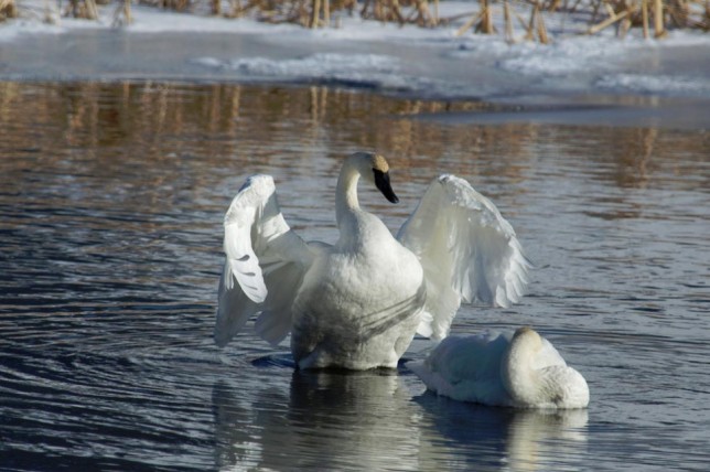 Trumpeter Swan info from Birdorable
