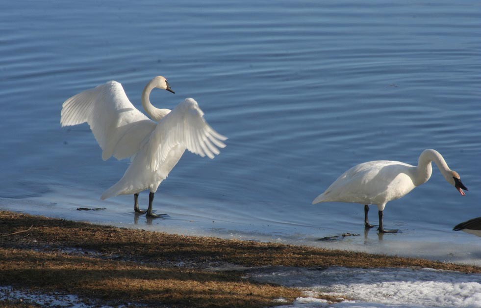 Read About the Tundra Swan