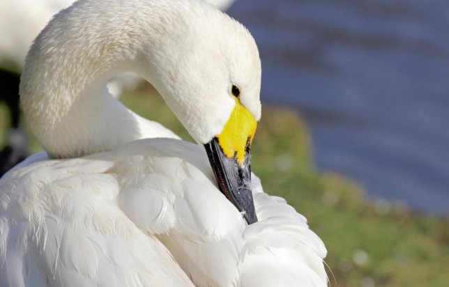 Read About the Tundra Swan