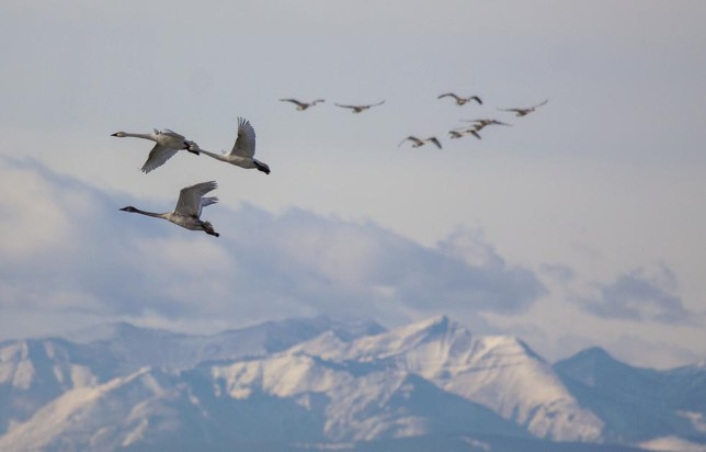 Read About the Tundra Swan