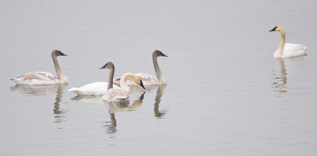 Read About the Tundra Swan