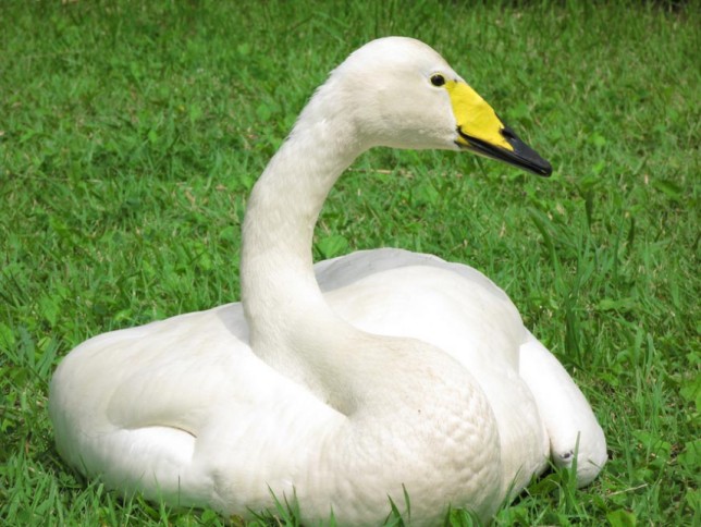 Read About the Whooper Swan, Finland's National Bird