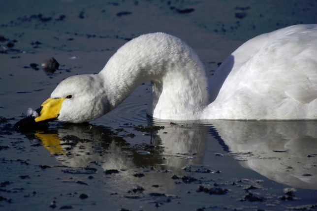 Read About the Whooper Swan, Finland's National Bird
