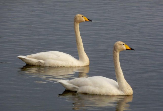 Read About the Whooper Swan, Finland's National Bird