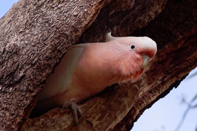 Learn Pink Cockatoo or Major Mitchell's Cockatoo Info