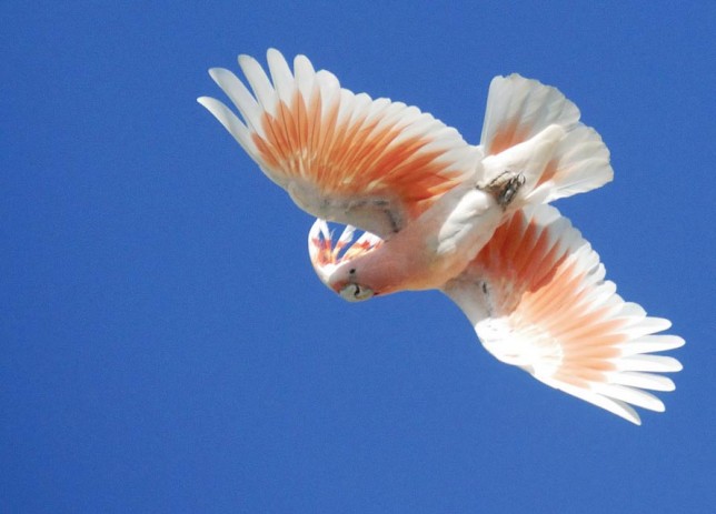 Learn Pink Cockatoo or Major Mitchell's Cockatoo Info