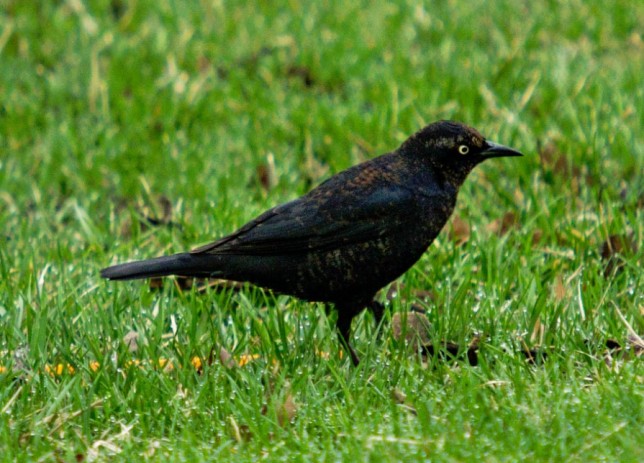 Read About the Rusty Blackbird, a Species in Decline