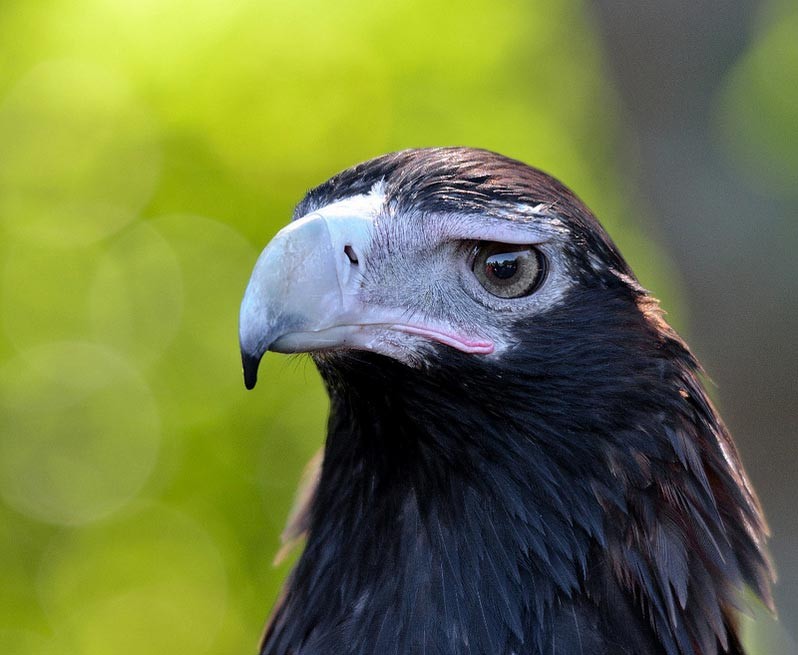 Wedge-tailed Eagle: Australia's Largest Raptor | Birdorable Birds