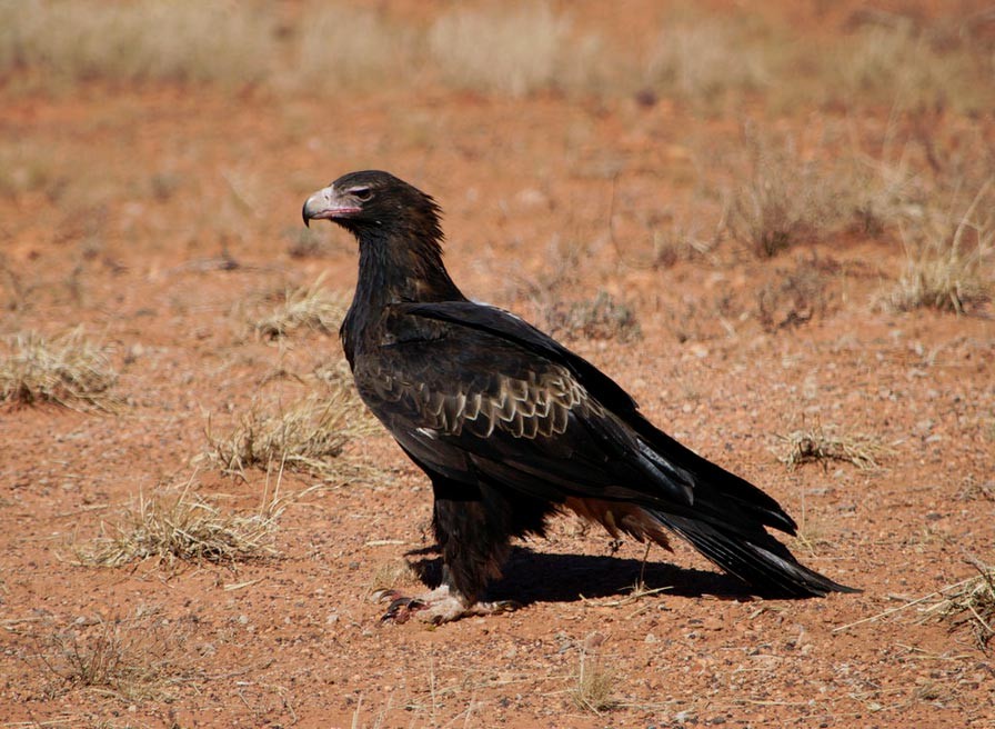 Wedge-tailed Eagle: Australia's Largest Raptor | Birdorable Birds