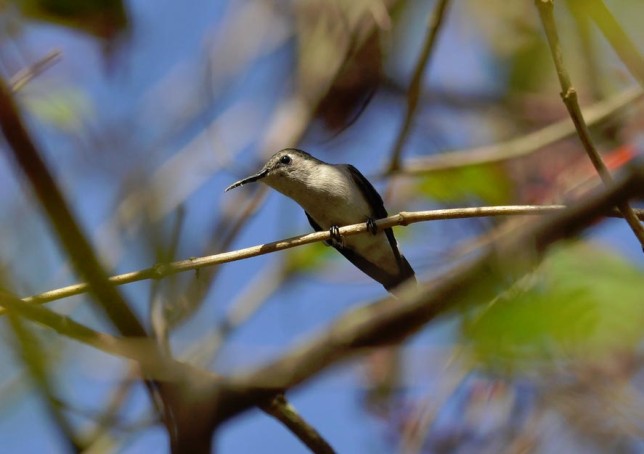 Cute Bee Hummingbird from Birdorable: The Smallest Bird