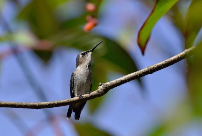 Cute Bee Hummingbird from Birdorable: The Smallest Bird