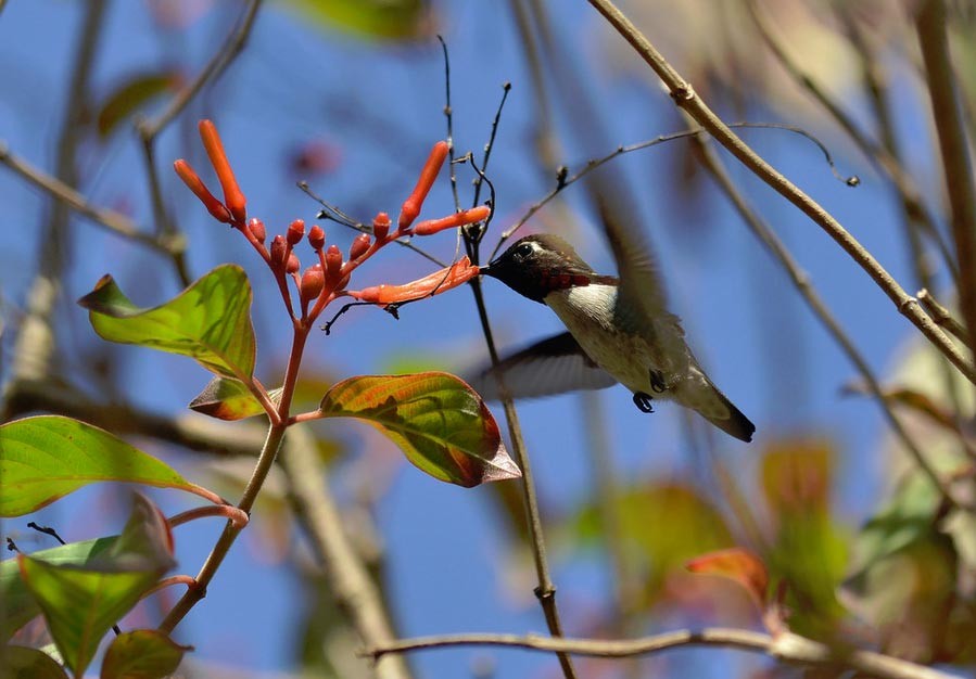 Cute Bee Hummingbird from Birdorable: The Smallest Bird