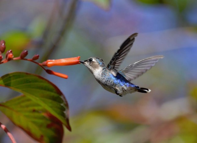 Cute Bee Hummingbird from Birdorable: The Smallest Bird