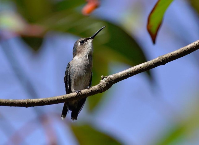 Cute Bee Hummingbird from Birdorable: The Smallest Bird