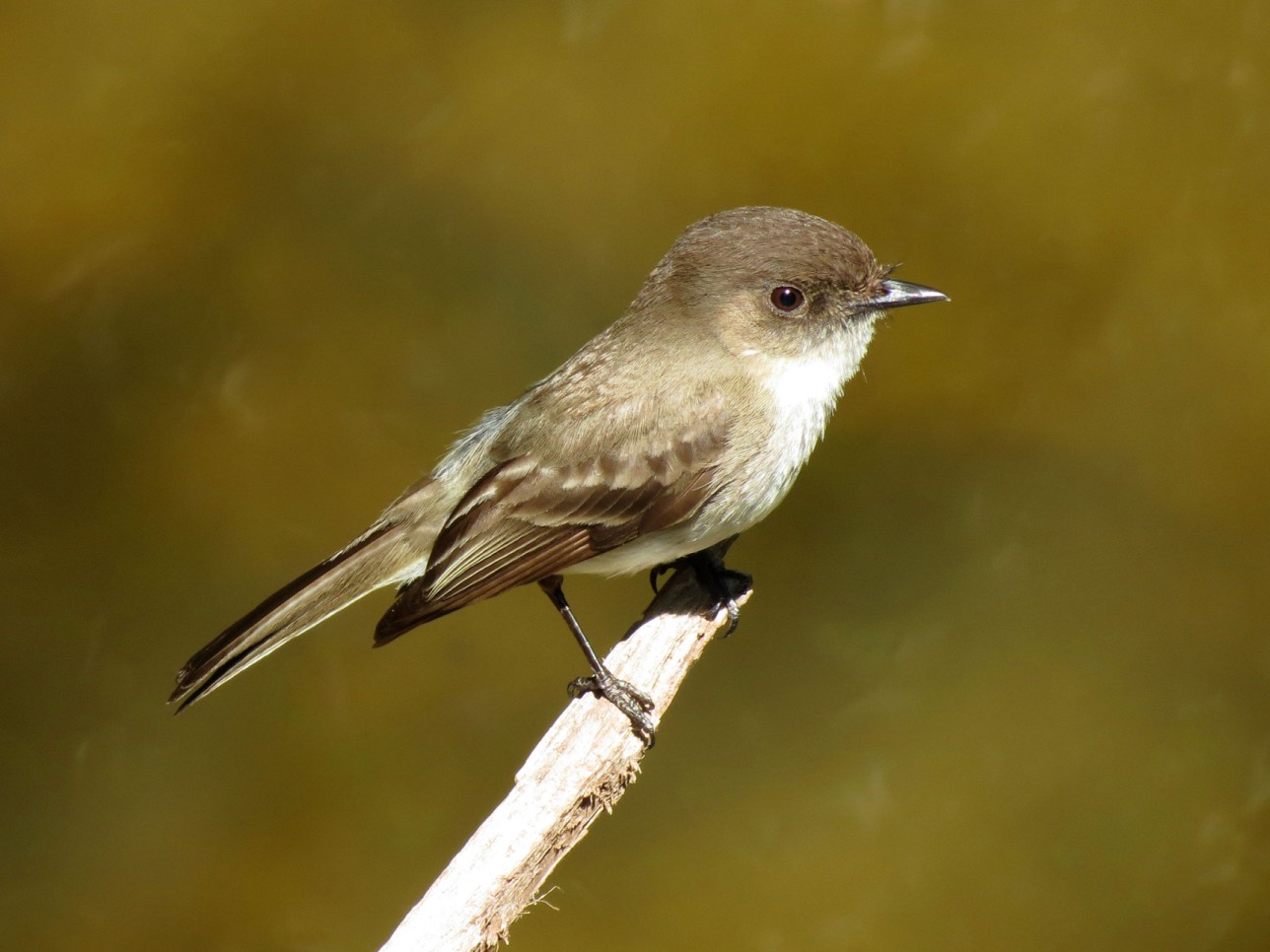 Eastern Phoebe - The Tail-Wagging Flycatcher | Birdorable Birds