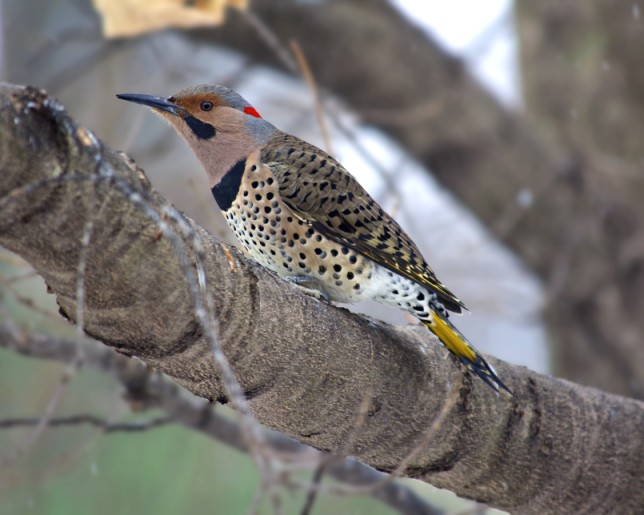 Read About Northern Flickers