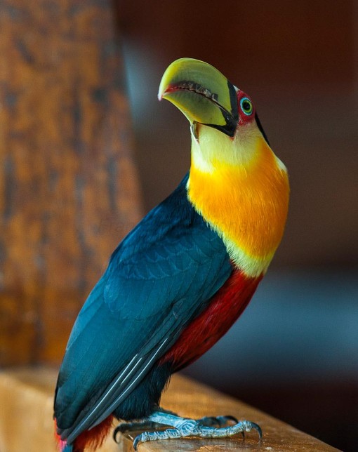 Colorful Red-breasted Toucan aka Green-billed Toucan