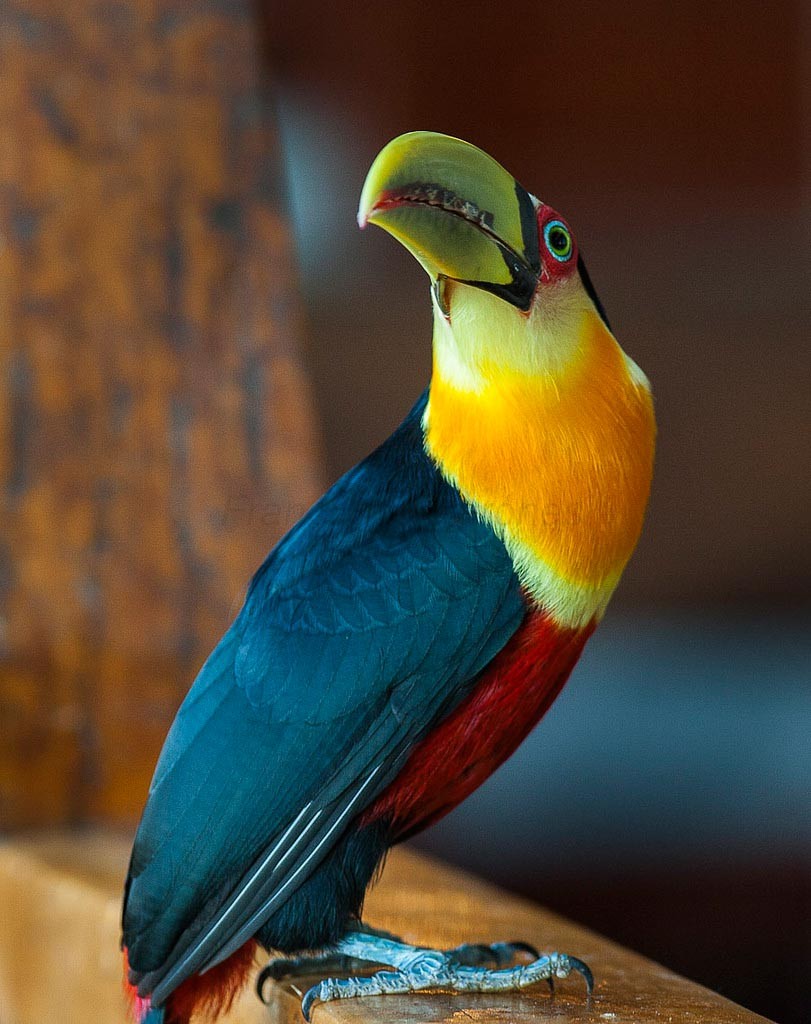 Colorful Red-breasted Toucan aka Green-billed Toucan