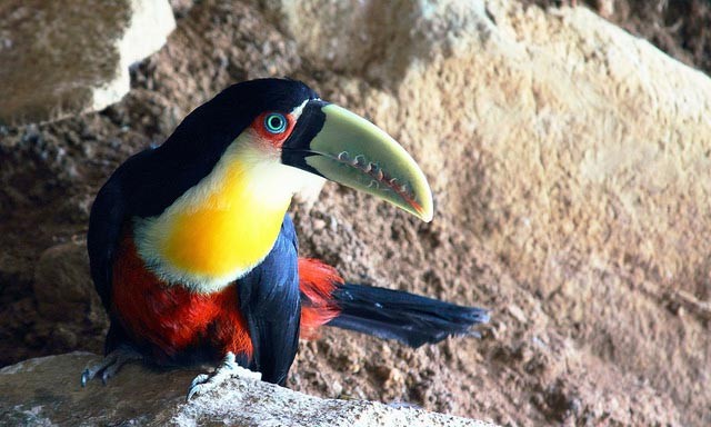 Colorful Red-breasted Toucan aka Green-billed Toucan