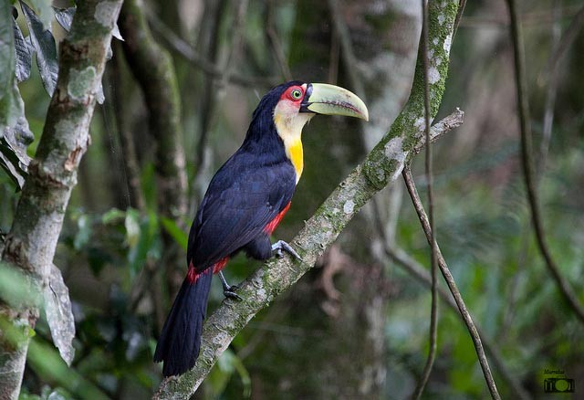 Colorful Red-breasted Toucan aka Green-billed Toucan