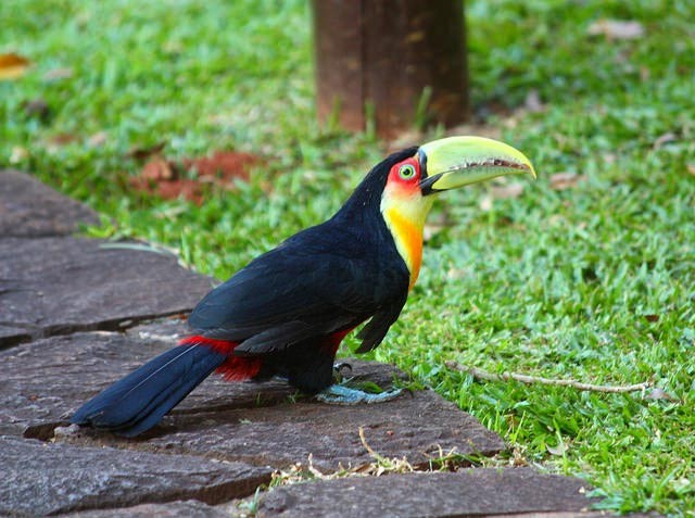 Colorful Red-breasted Toucan aka Green-billed Toucan