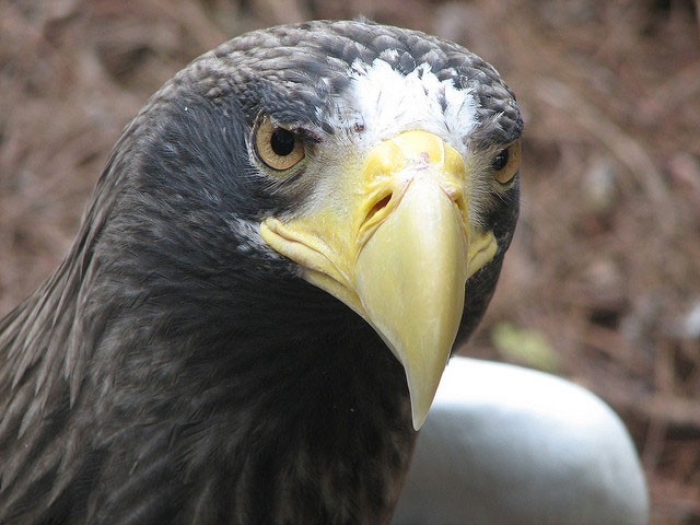Discover the Majestic Steller's Sea Eagle with Birdorable