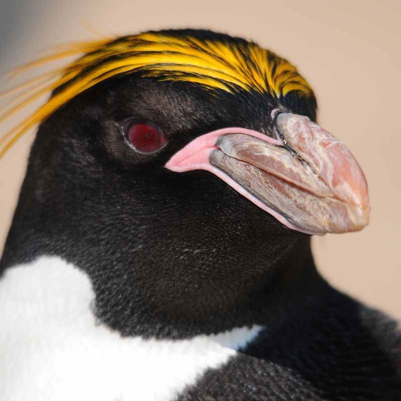 Meet the Birdorable: Macaroni Penguin Facts & Figures