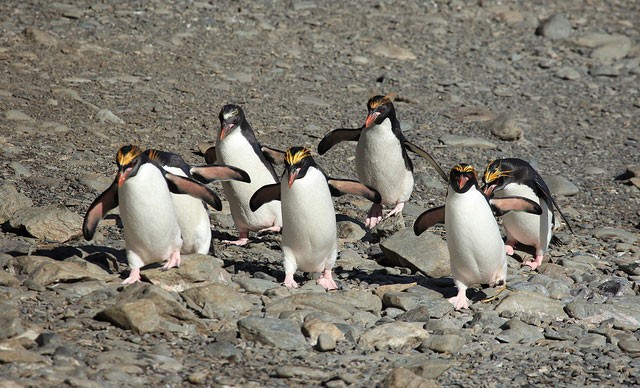Meet the Birdorable: Macaroni Penguin Facts & Figures