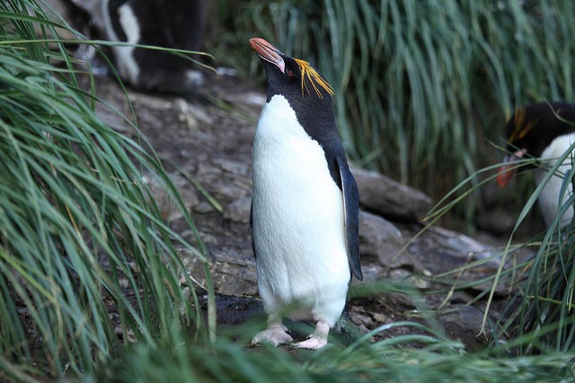 Meet the Birdorable: Macaroni Penguin Facts & Figures