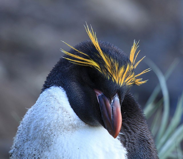 Meet the Birdorable: Macaroni Penguin Facts & Figures