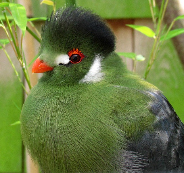 Read About the White-cheeked Turaco