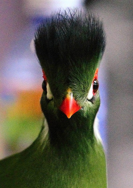 Read About the White-cheeked Turaco