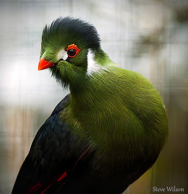 Read About the White-cheeked Turaco